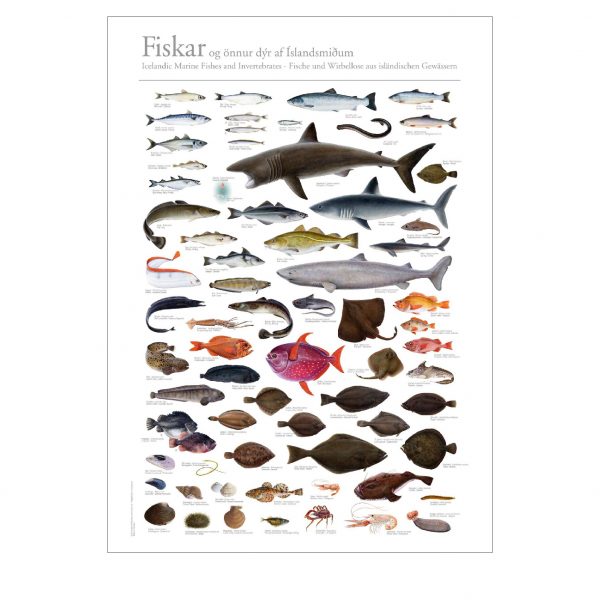 Veggspjald - Íslenskir Fiskar